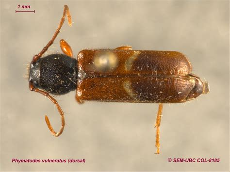 Cerambycinae