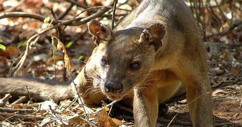 Fossa