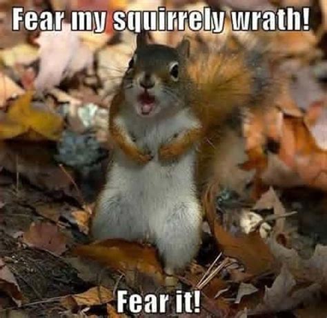 The 25 Funniest Squirrel Memes Ranked
