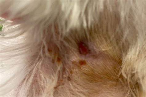 Fundraiser By Deb L Penny Needs Surgery To Remove Abscess In Inner Ear