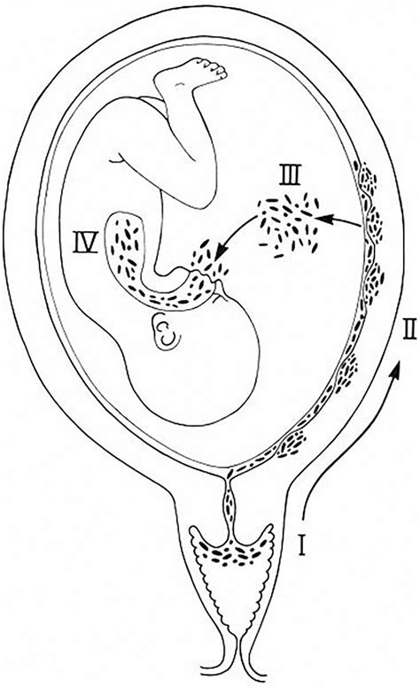 Structure Of Amniotic Cavity Semantic Scholar