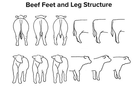 Feet and Leg Structure Diagram | Quizlet