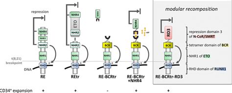 Schematic Model Of Runx1eto Fusion Protein Compositions Full Length