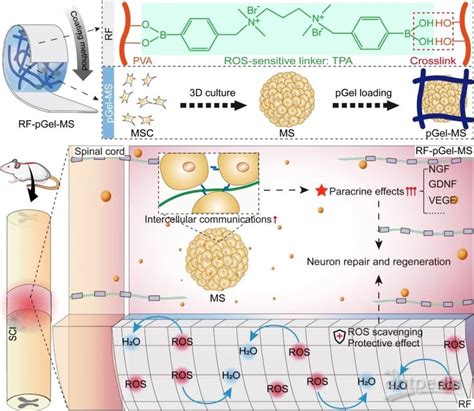 浙江大学药学院高建青团队构建ros滤网包裹的双层凝胶体系携载3d间充质干细胞球用于脊髓损伤的双时期调控 微信文章 仪器谱