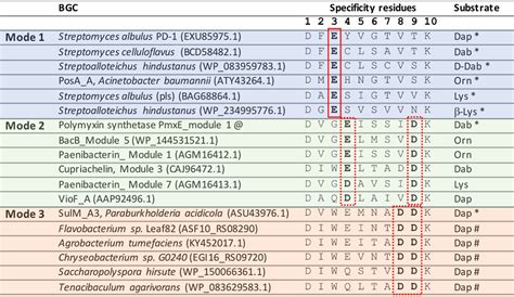 L 23 Diaminopropionate Binding Mode Of The Sulm Adenylation Domain Limits Engineering