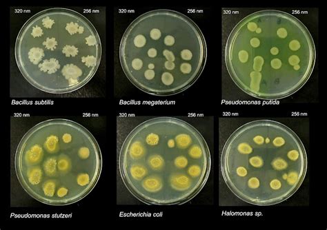 Bacillus Subtilis Antibiotic Production