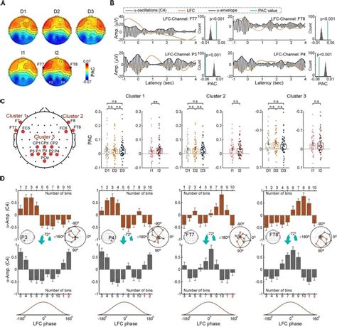 Cross Frequency Coupling Between The Phase Of The Lfc And The Amplitude Download Scientific