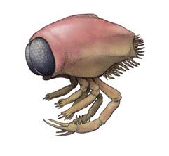The Dollocaris Ingens 1923 Phylum Arthropoda The Evolution Of