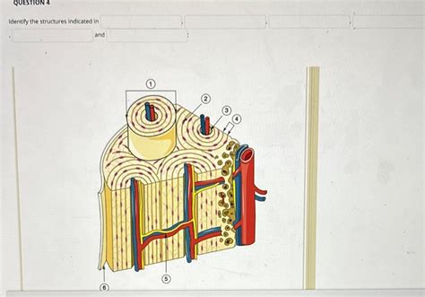 Solved QUESTION Identify The Structures Indicated In Chegg