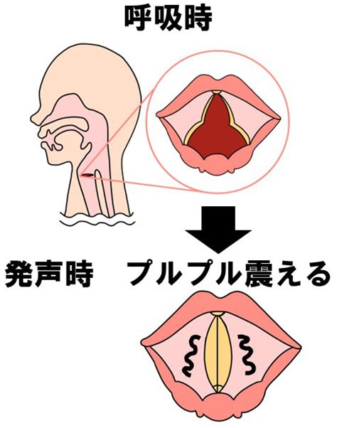 声がれ（嗄声） 砂町銀座はた耳鼻咽喉科