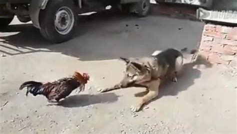 УРНЕБЕСНО Ова борба пса и петла ће вас насмејати до суза ВИДЕО