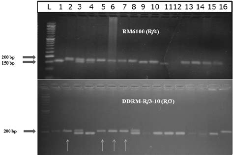 Marker Based Screening Of Different Rice Genotypes For Fertility Download Scientific Diagram