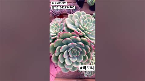 빅토리 빅토리군생 묵둥이 자연군생 국민이군생들 국민이 다육이들 다육이 다육이아지트 다육식물 Youtube