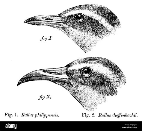 This Title Appears To Refer To A Code Or Identifier The Meaning And Context Are Unclear And No