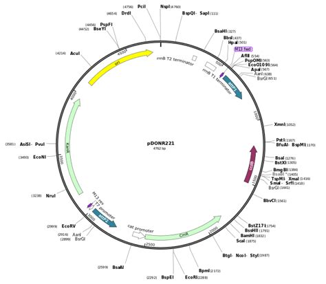 How To Read A Plasmid Map Pediaacom