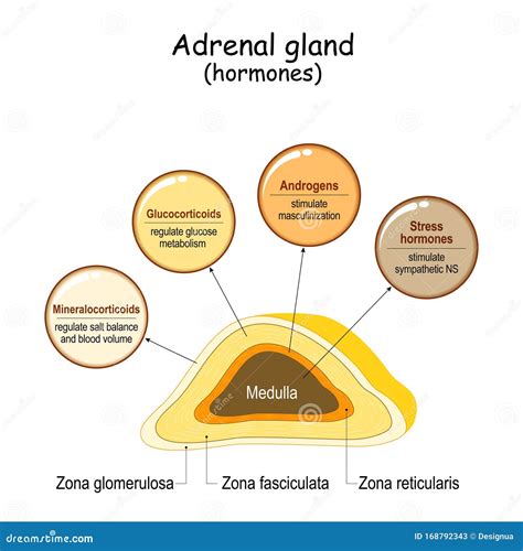 Adrenal Gland Scan Stock Image 218689831