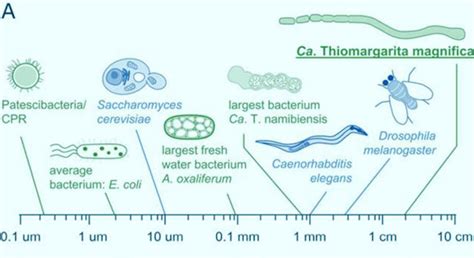 Wow Giant Bacterium Is Largest Ever Discovered