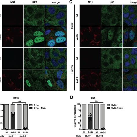 knockdown of g3bp1 g3bp2 tiar and tia1 inhibits stress granule