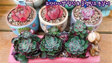 요즘 자꾸 끌리는 조안다니엘 합식 And 참 못키우는 글램핑크 분갈이 키우기법을 좀 바꿔보자 글램핑크~ 물을 좀 더 챙겨줘야