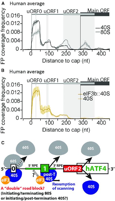 Sel Tcp Seq Dissects Rei Mediated Control Of Atf4 Mrna Translation A Download Scientific