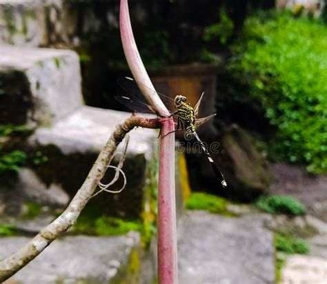 Dragonflies Are Insects With Elongated Bodies And Two Pairs Of Wings Stock Image Image Of