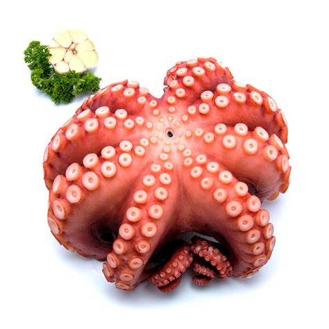 Octopus Tako 1 2kgpc Thammachart Seafood