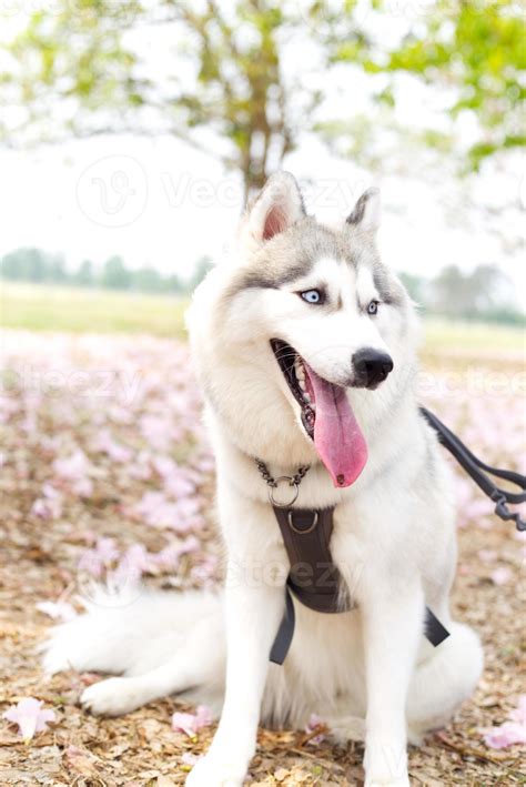 Happy Siberian Husky Dog Face Close Up On The Field And Pink Tecoma