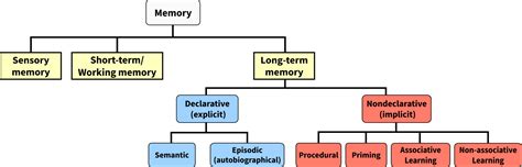 8 2 Types Of Memory Biological Psychology [revised Edition]