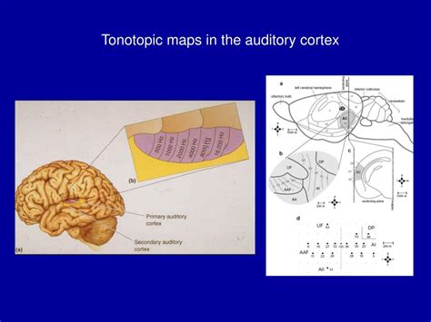 Ppt Connectivity Patterns In The Auditory Cortex Powerpoint