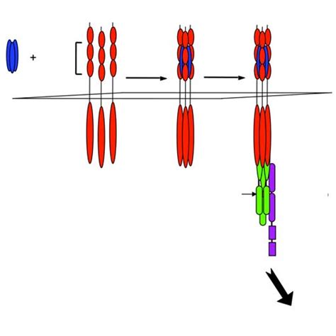 The Ligand Induced Trimerisation Model The Incoming Trimeric Ligand Download Scientific