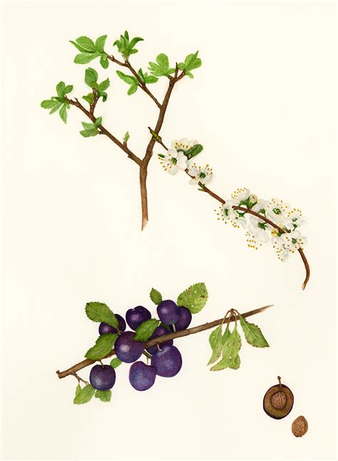 Prunus Insititia Var Nigra Botanica Scotia