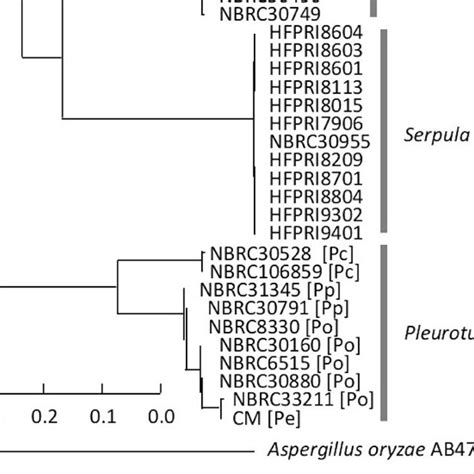 msp dendrogram based on the nucleotide sequence of the internal