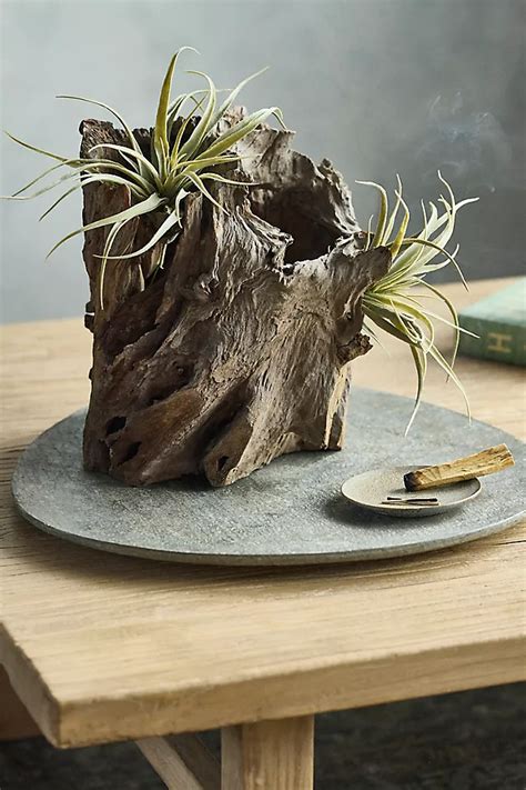Eucalyptus Tree Root 8 12 Terrain