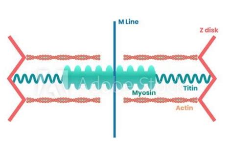 Functions Of Proteins 5 Main Functions What Where And How