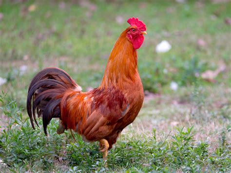 Road Island Red Hen
