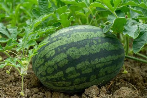 7 Picks For Best Fertilizer For Watermelons Minneopa Orchards