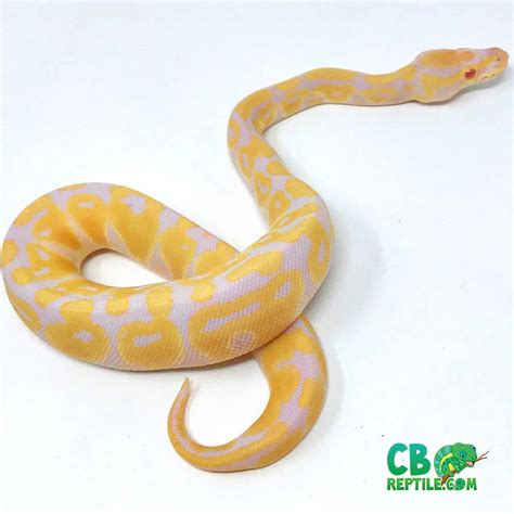 Albino Piebald Ball Python