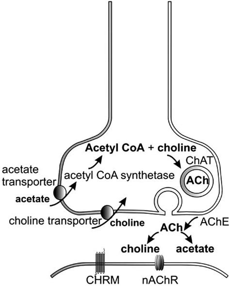 Schematic Showing Important Components Of The Neuronal Cholinergic