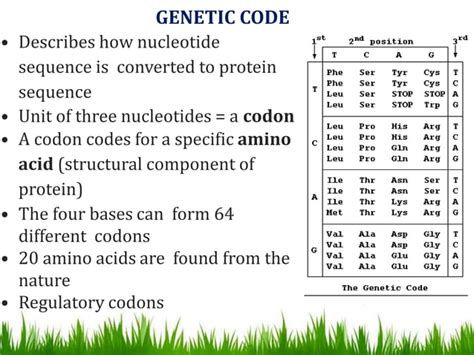 Dna Chromosomes And Genes Pptx Biological Sciences Science