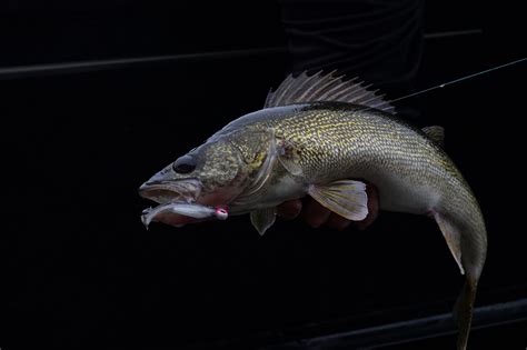 Rapala Brand Warranty - Rapala