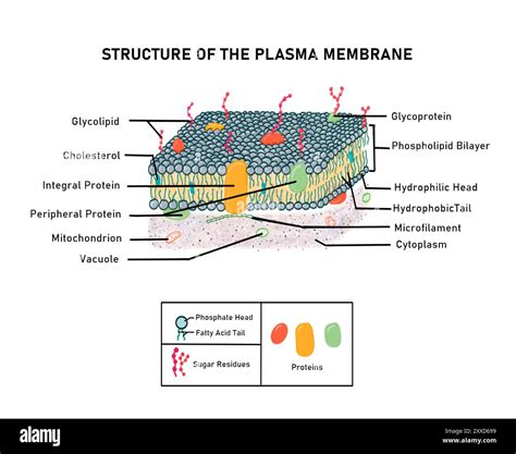Cell Membrane Labeled And Functions What Is Cell Membrane Structure