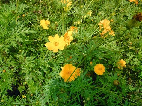 Inilah Contoh Bunga Majemuk Terbaru Informasi Seputar Tanaman Hias