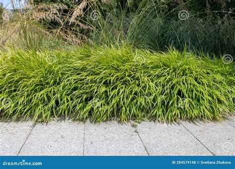 Hakone Grass Or Japanese Forest Grass Or Hakonechloa Macra Plants