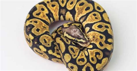 Are Pythons Poisonous Or Dangerous A Z Animals Are Pythons Poisonous Or Dangerous A Z Animals