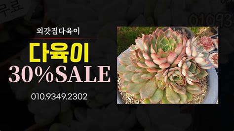 단하루다육이30세일외갓집다육이01093492302 Youtube