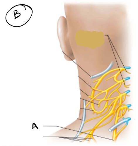 Peripheral Nervous System Spinal Nerve Plexuses Flashcards Quizlet