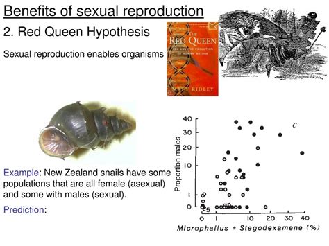 PPT Evolution Of Sex And Gender Differences Reproduction Insights PowerPoint Presentation