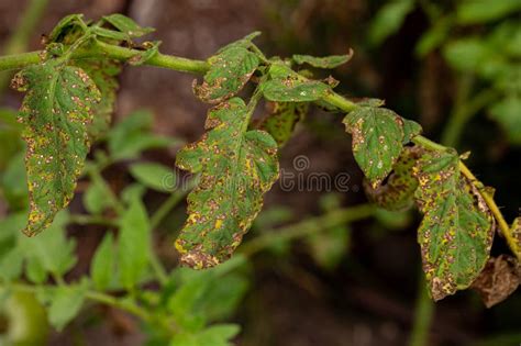 Tomato Leaf With Brown Lesions And Spots Tomato Plant Disease