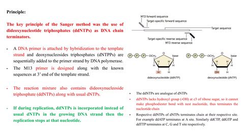 Lecture On Dna Sequencing Pdf