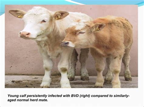 Bovine Viral Diarrhea Ppt